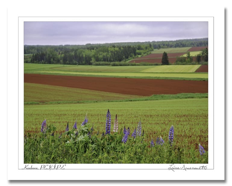 KINKORA, PRINCE EDWARD ISLAND | Craft Alliance Atlantic Association